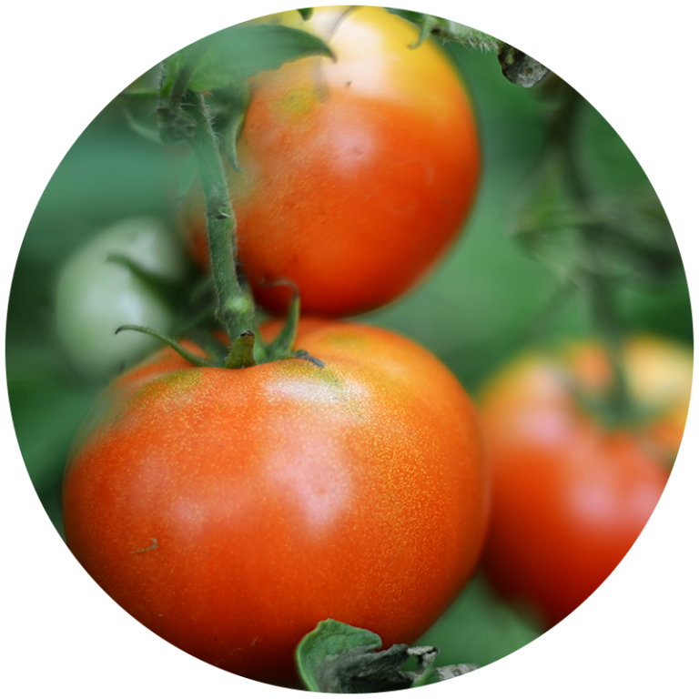 Domača zelenjava in izdelki - Kmetija pr'Grogc